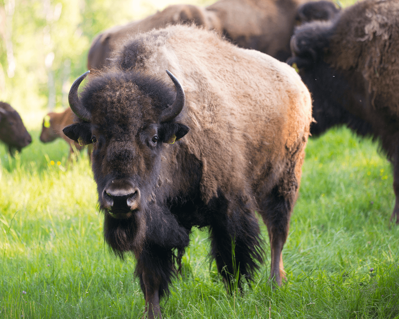 Wildtiere auf der Weide • Bison Ranch
