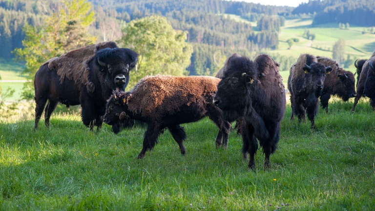 National Bison Day in den USA • Bison Ranch
